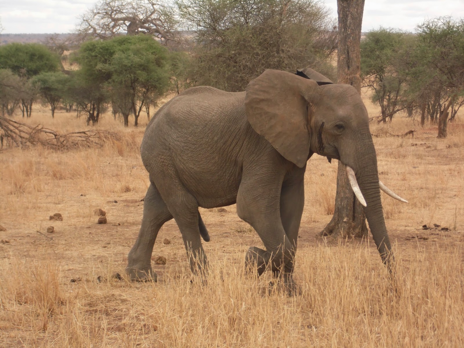Be aware of Musth a dangerous seasonal behavior of male elephant ...