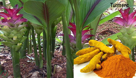 All Spices Name Meaning & Image | Necessary Vocabulary - Necessary ...