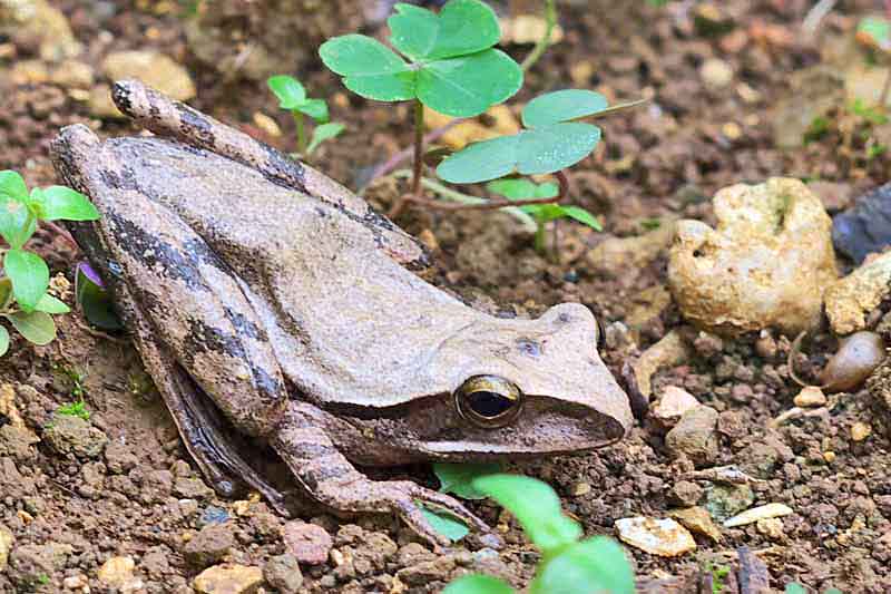 Ryukyu Life: Alien Frog: This One Doesn't Belong in Okinawa
