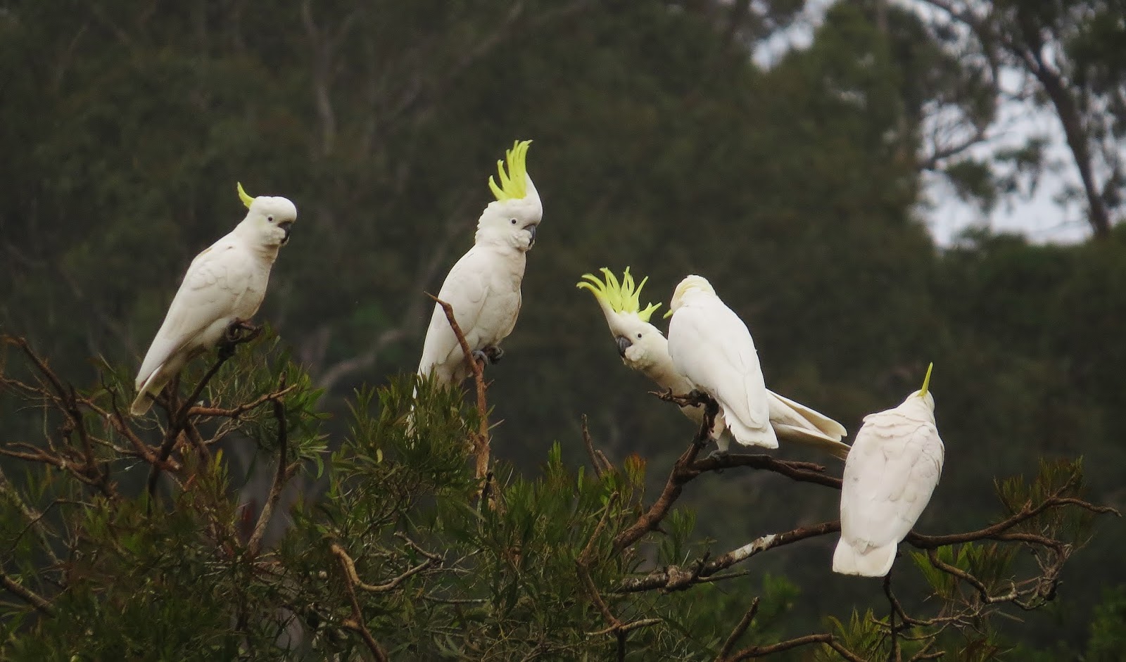 A big day of birdwatching in Toowoomba