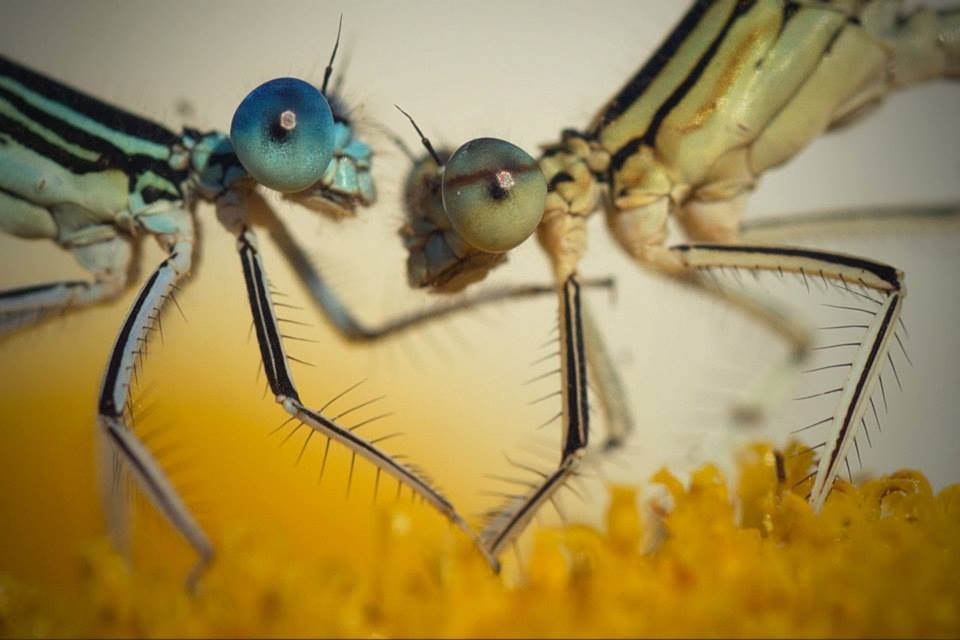 Fotógrafo captura a beleza das Libelinhas | Marte é para os Fracos