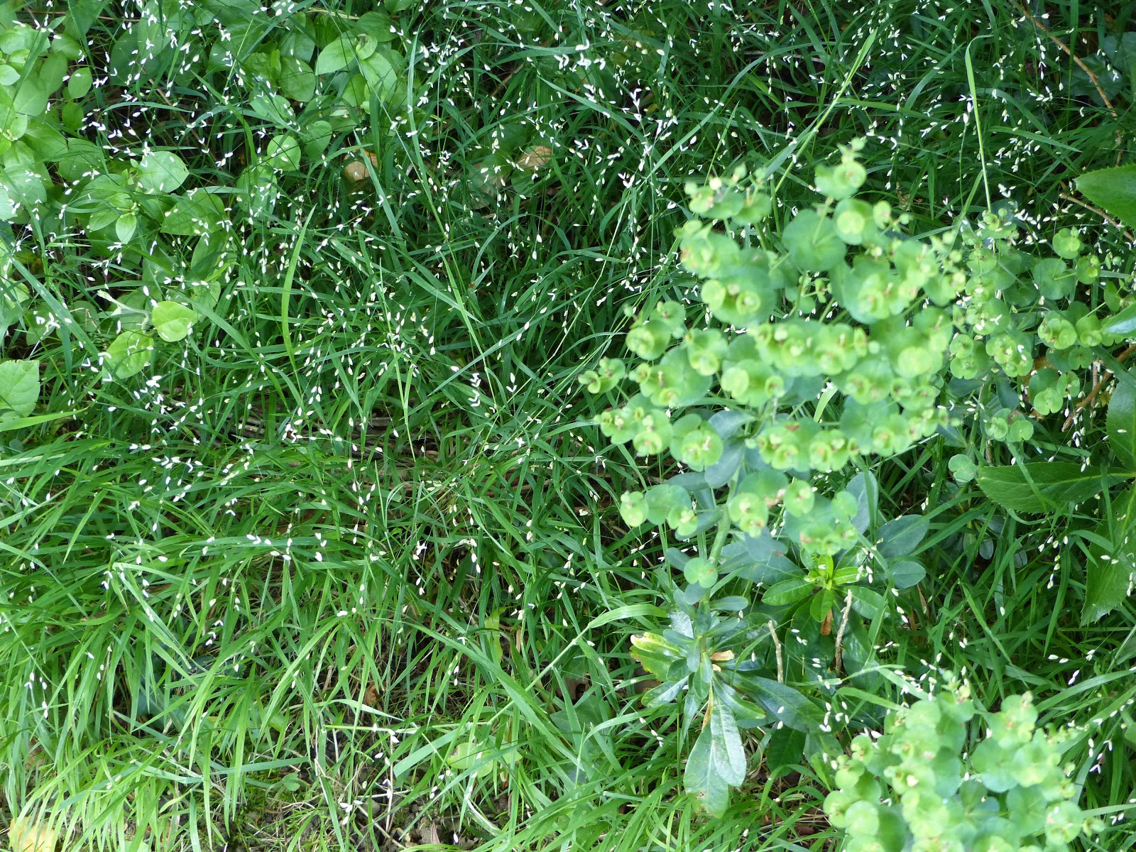 Temps de jardin: La melica uniflora alba, une graminée épatante