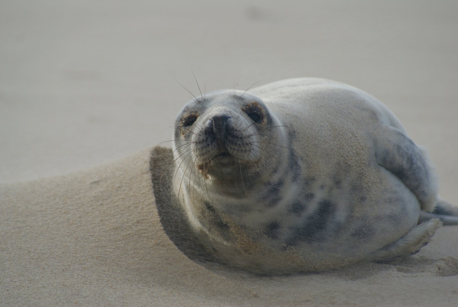 Coltman Lab: Christi Bubac