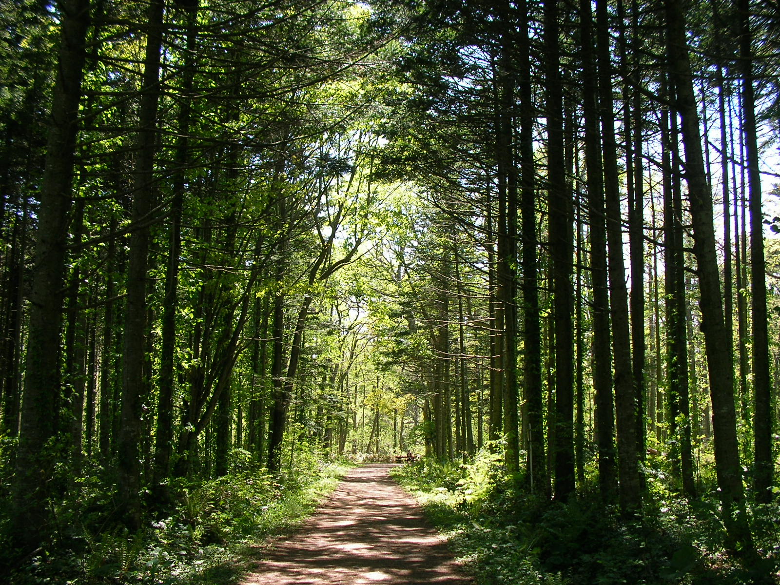 Hiking Nopporo Forest Park: Ideal for picnic close to Sapporo