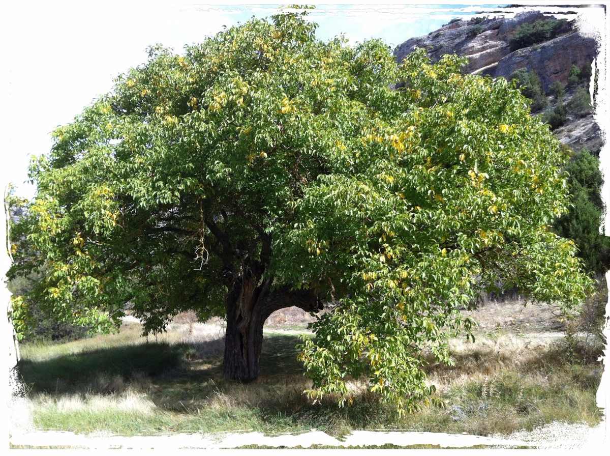 Maderables ~ MULTIPLES TUTORIALES