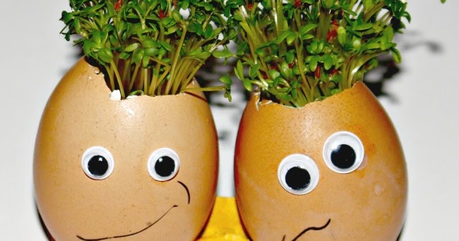 Growing Cress Heads - Messy Little Monster