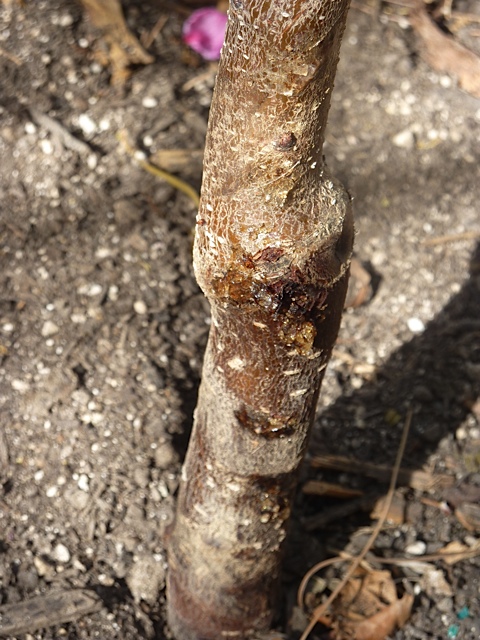 Xtremehorticulture of the Desert: 30 June 2013