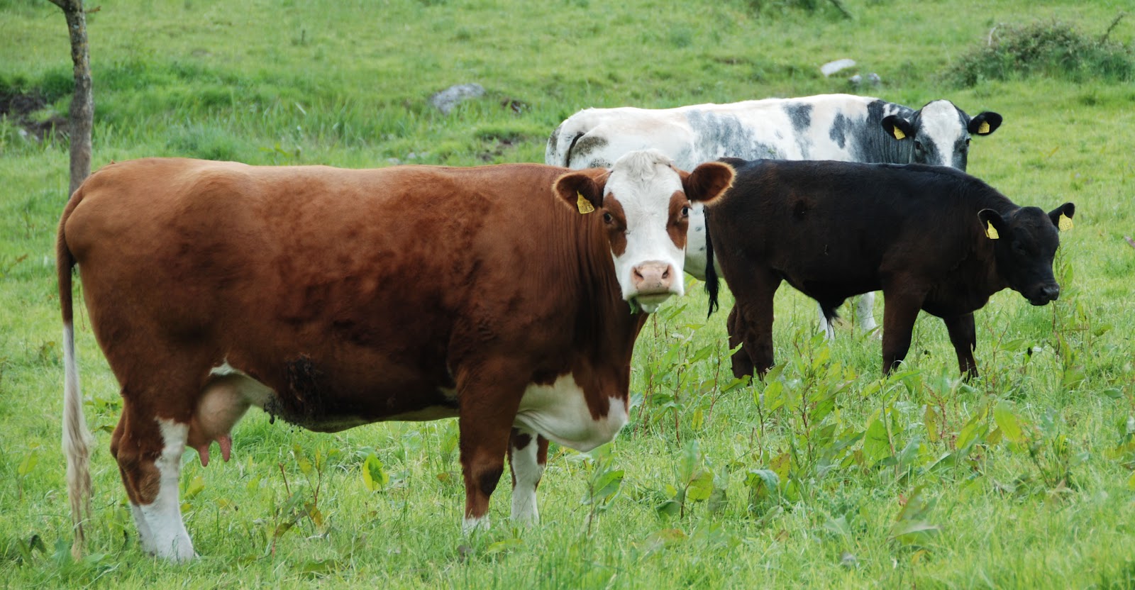 Whisky Dog Adventures: Cows with Long Fur