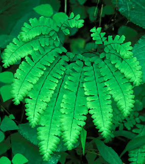 Kentucky Native Plant and Wildlife: Plant of the Week: Northern ...
