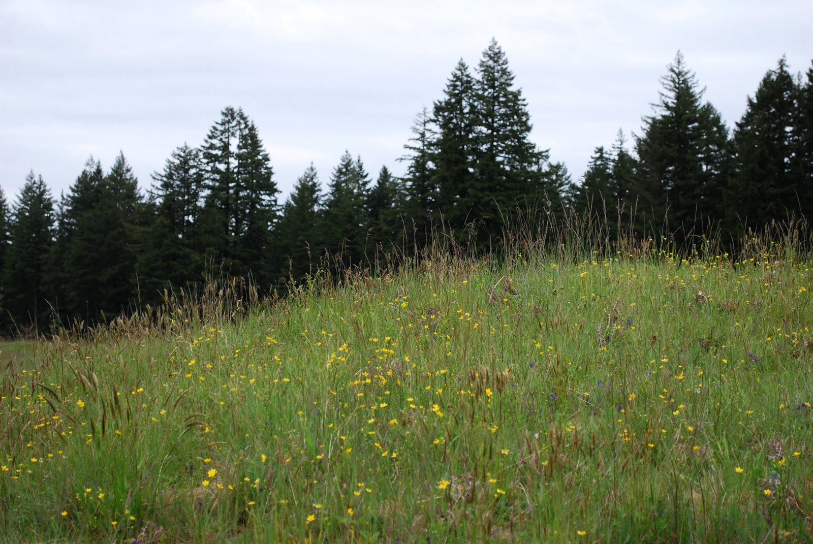 The Intercontinental Gardener: The mysterious mounds of Mima