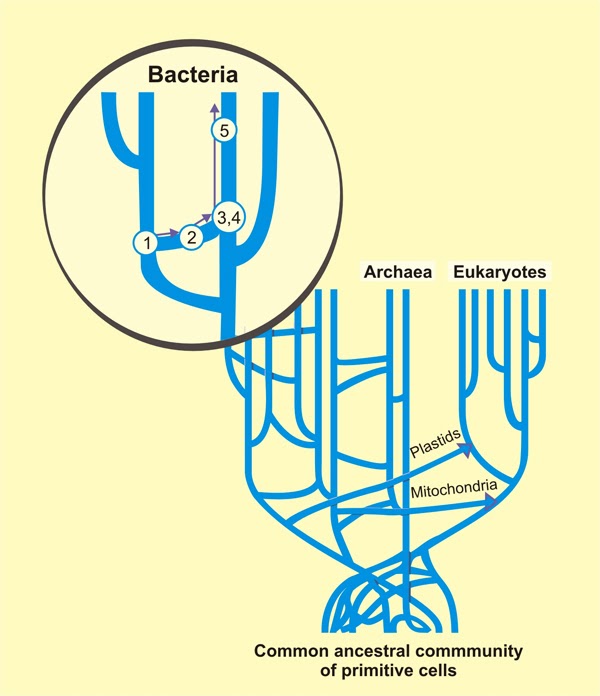 Los de abajo a la izquierda: La transferencia génica cada vez está más ...