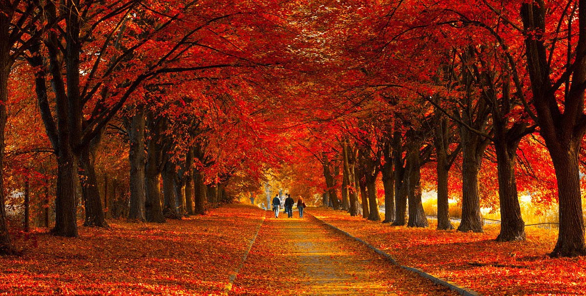 Banco de Imágenes Gratis: Las mejores imágenes del mundo (35 ...