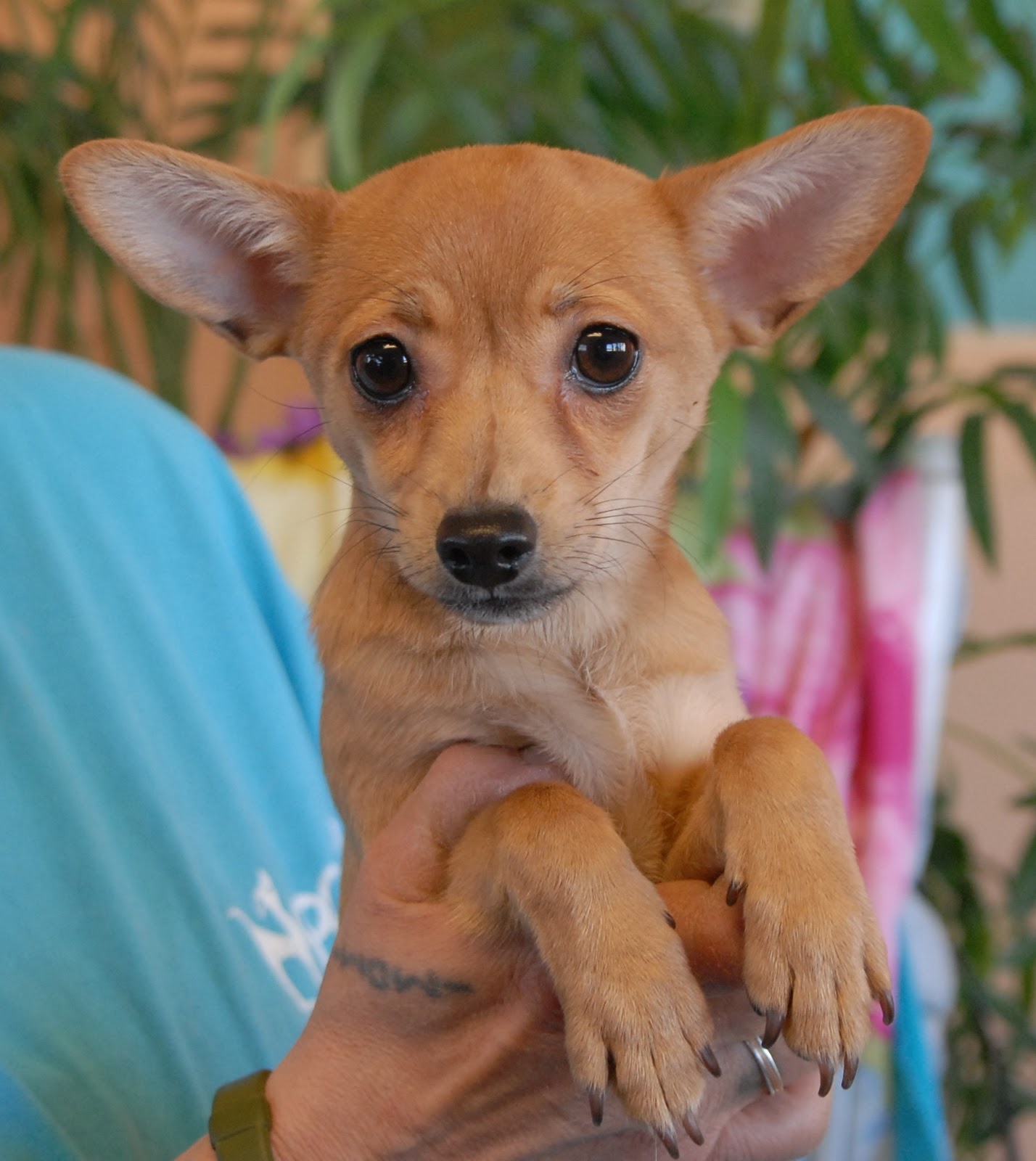 Tiny babies with big personalities -- puppies ready for adoption.