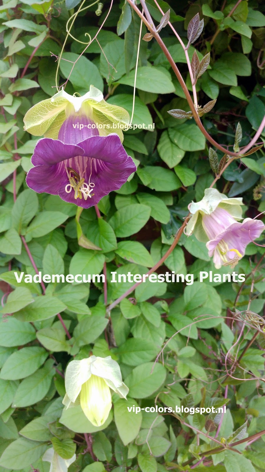 Vademecum Interesting Plants: Cobaea scandens - Kobea pnąca, sępota ...