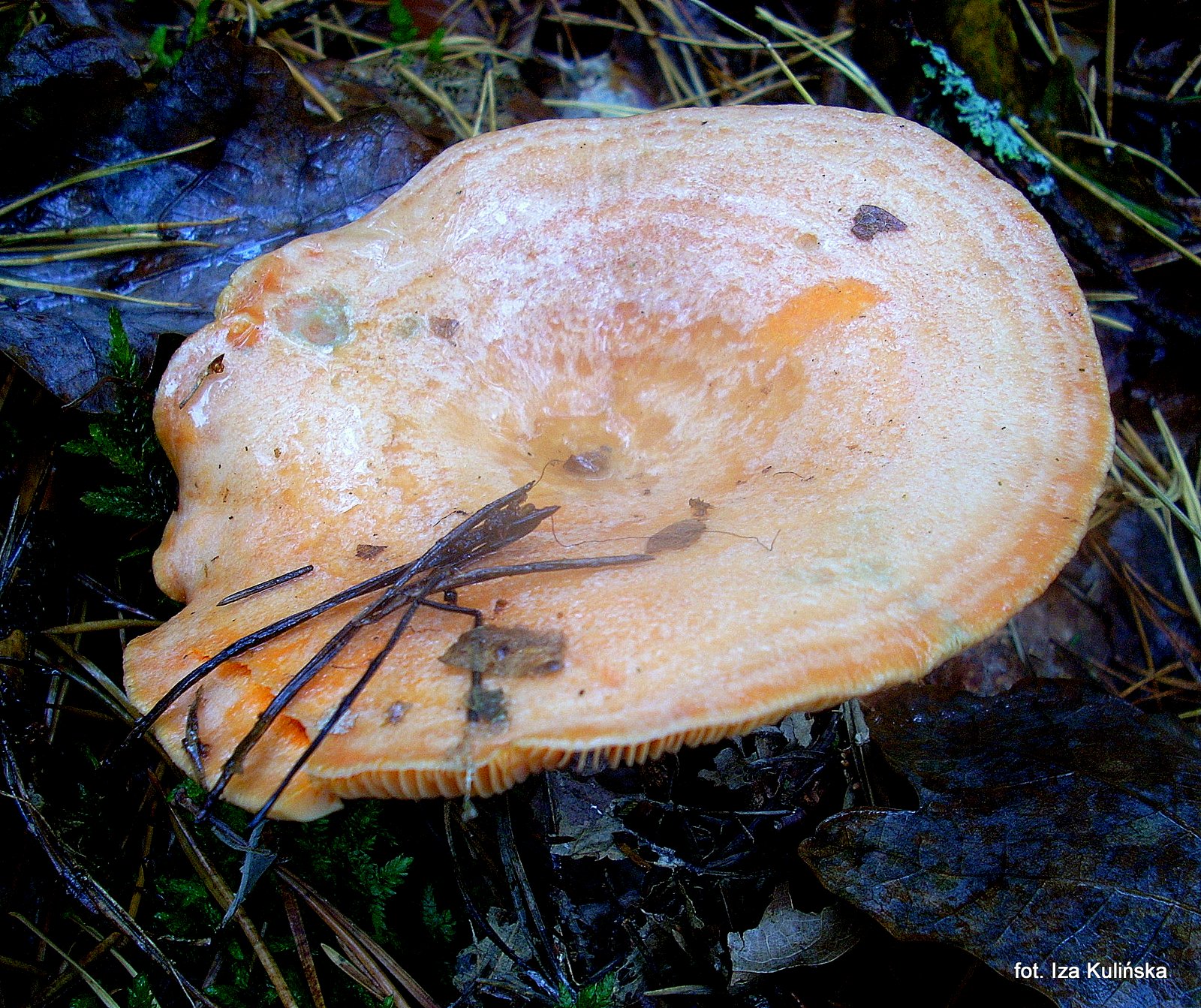 Rydze - mleczaj rydz, mleczaj jodłowy, mleczaj świerkowy | Smaczna Pyza