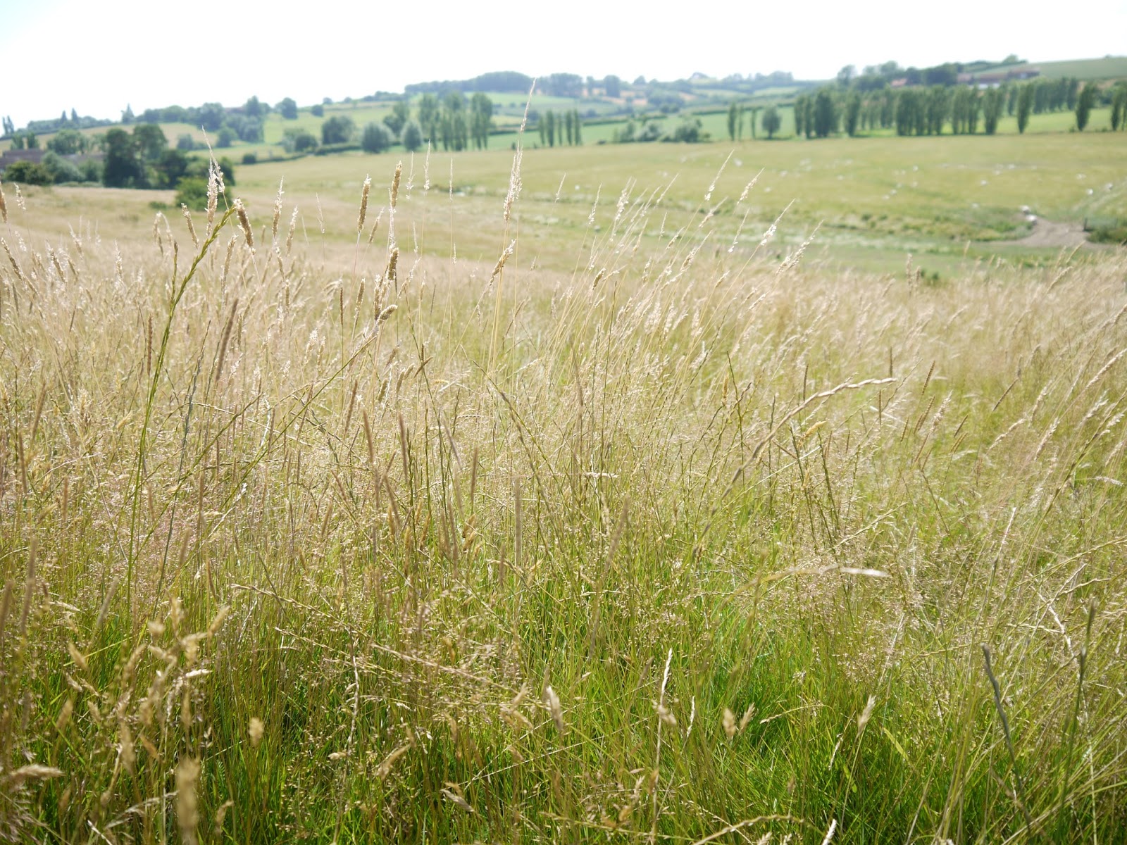 USEFUL or BEAUTIFUL: Lazing in the long grass