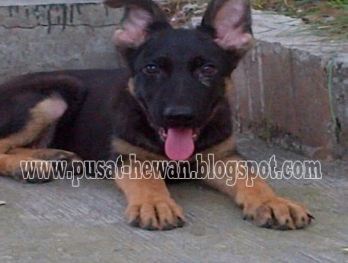 German Shepherd Dog - Pusat hewan | Pusat Jual Anjing ras terbaru di ...