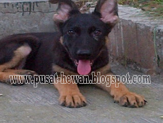 German Shepherd Dog - Pusat hewan | Pusat Jual Anjing ras terbaru di ...