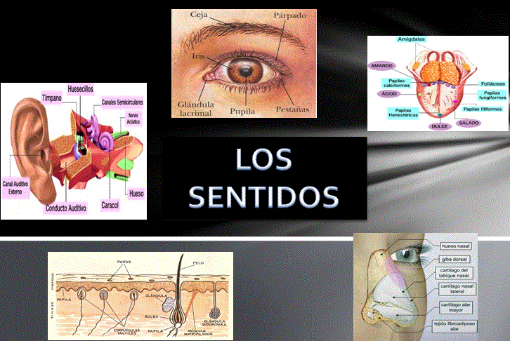 anatomia y ciencia.net: Los sentidos