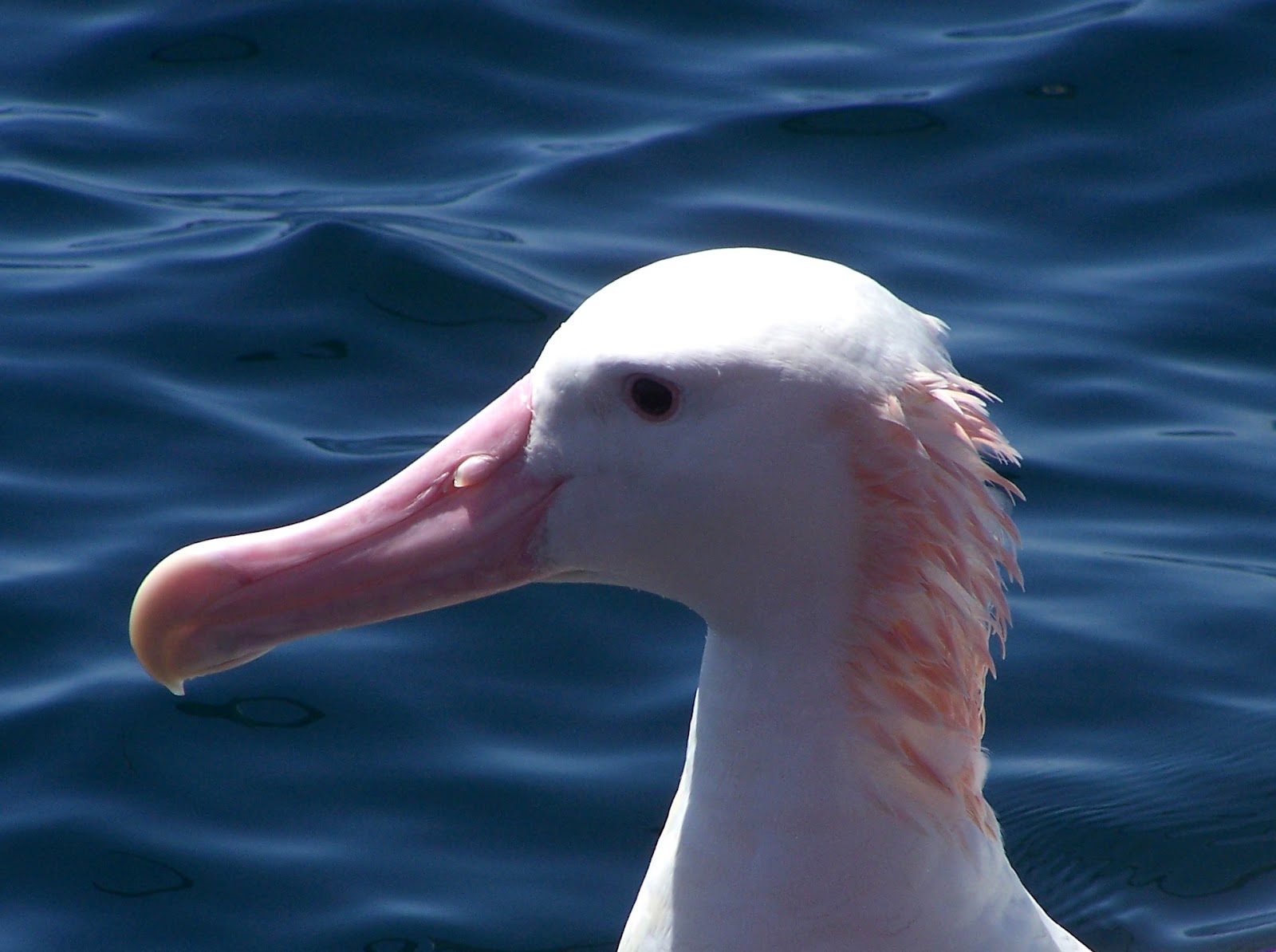 Wandering albatross - Diomedea exulans | DAILY NEWS