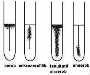 KOLONI BAKTERI - BELAJAR BIOLOGI