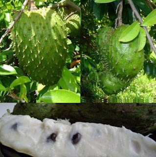 Miracle Drugs - Natural Herbal Medicine: Guyabano - Soursop