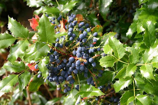 Loving Your Foods One Meal or Jar at a Time: The Wild Berries in Your ...