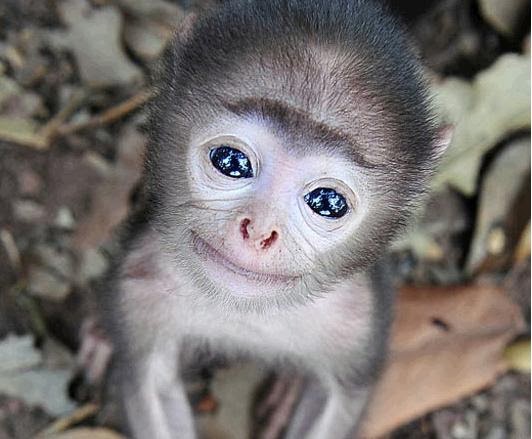 Imagenes Lindas Para Compartir Fb: Animalitos Muy Lindos Y Tiernos Para ...