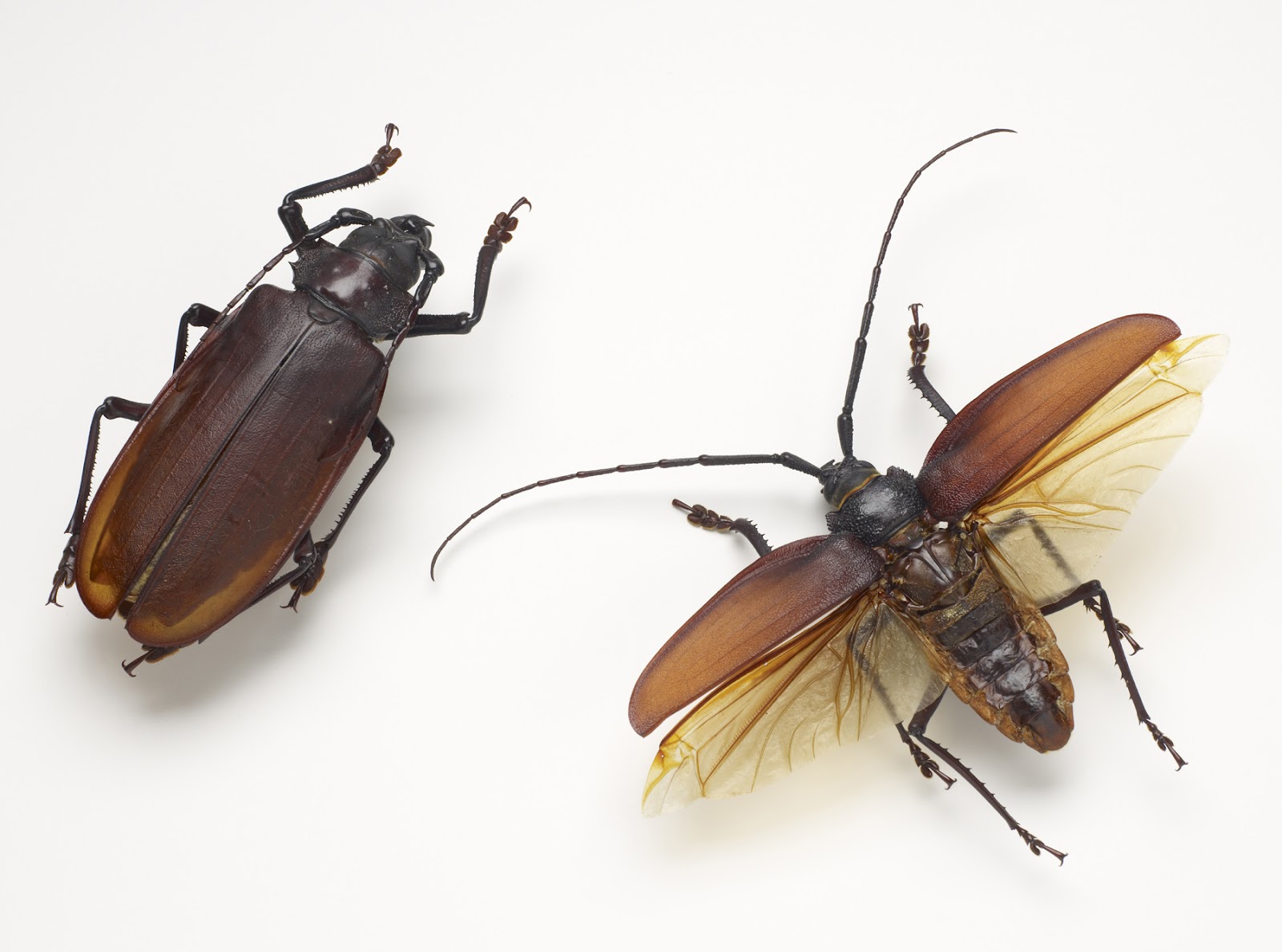 Titan Beetle | The Life of Animals