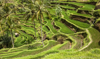 Recensione: La bellezza è una ferita, di Eka Kurniawan