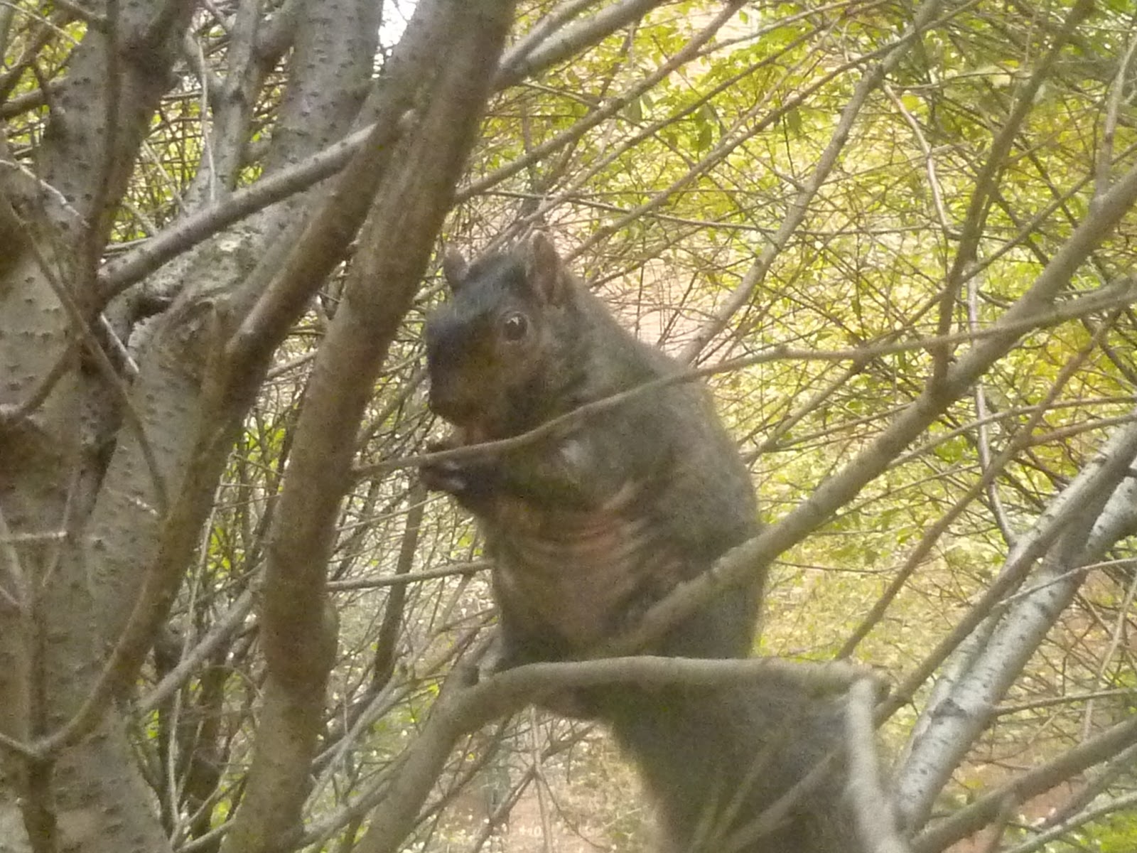 The New York Squirrel: Saying Goodbye