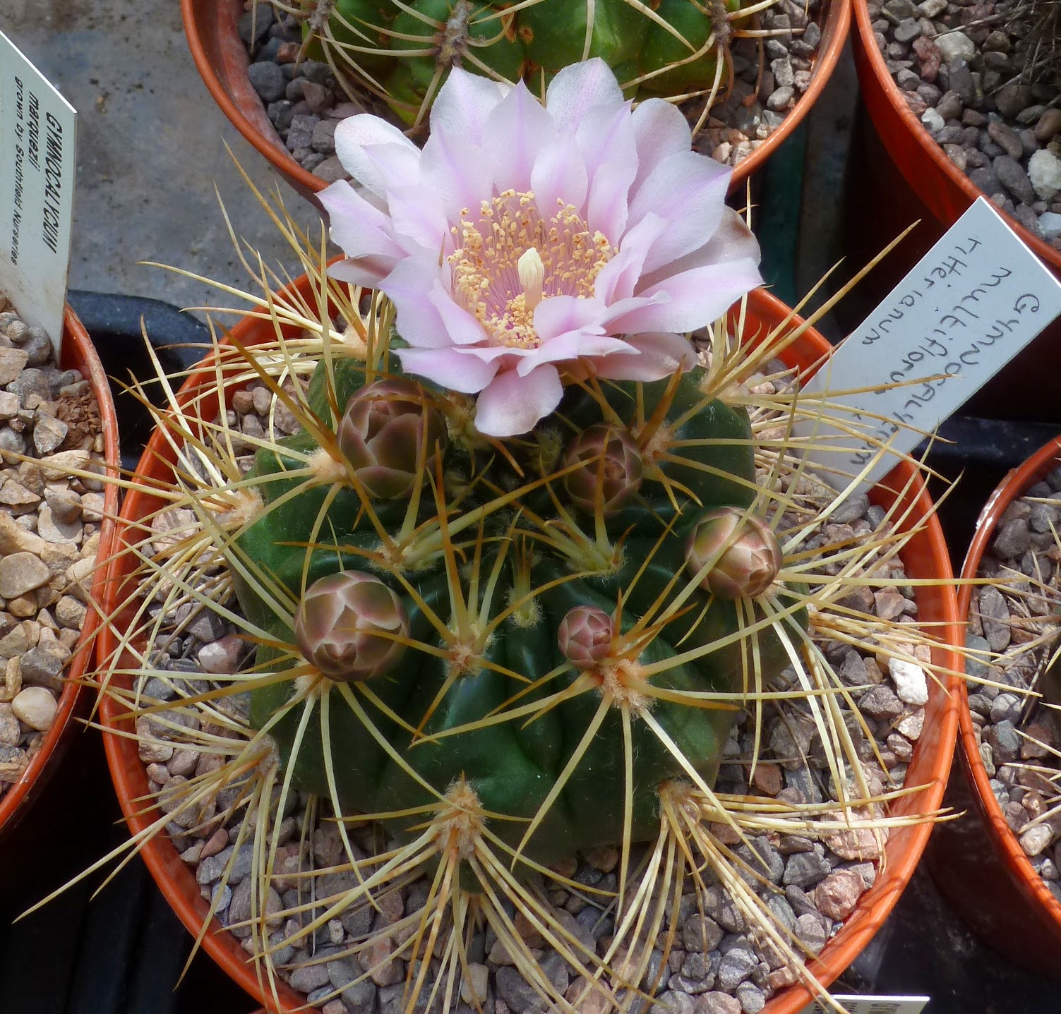 Gymnocalycium Parade: Gymnocalycium multiflorum x ritterianum