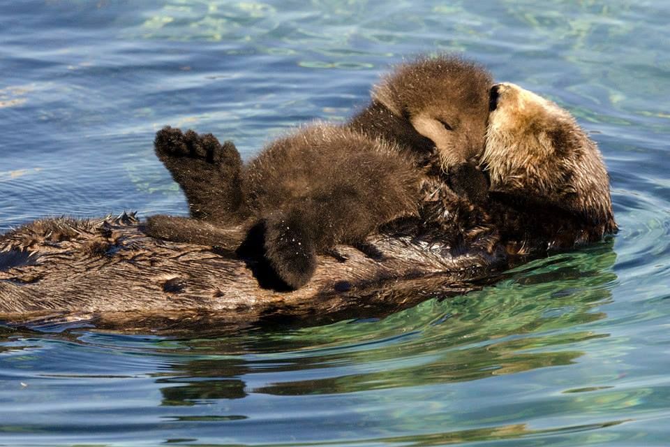 Morska vidra / Sea otter /-upoznajmo ljepotane.