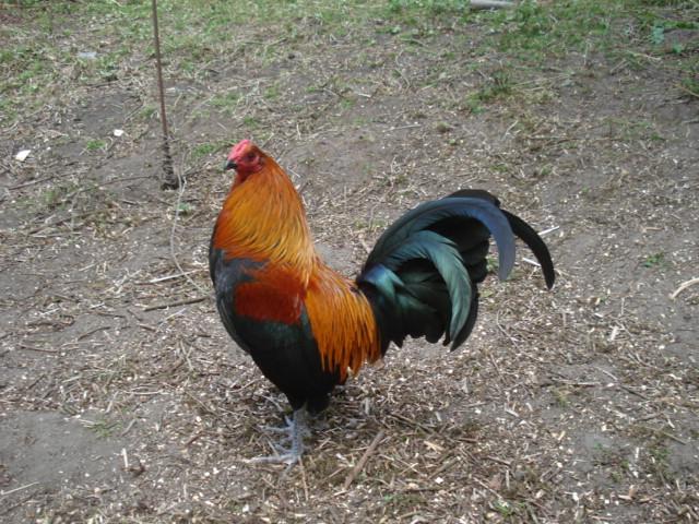 Breed Savers: Standard Old English Game Fowl