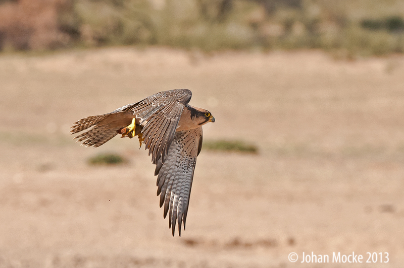 Johan Mocke Photography: Lanner Falcons hunting