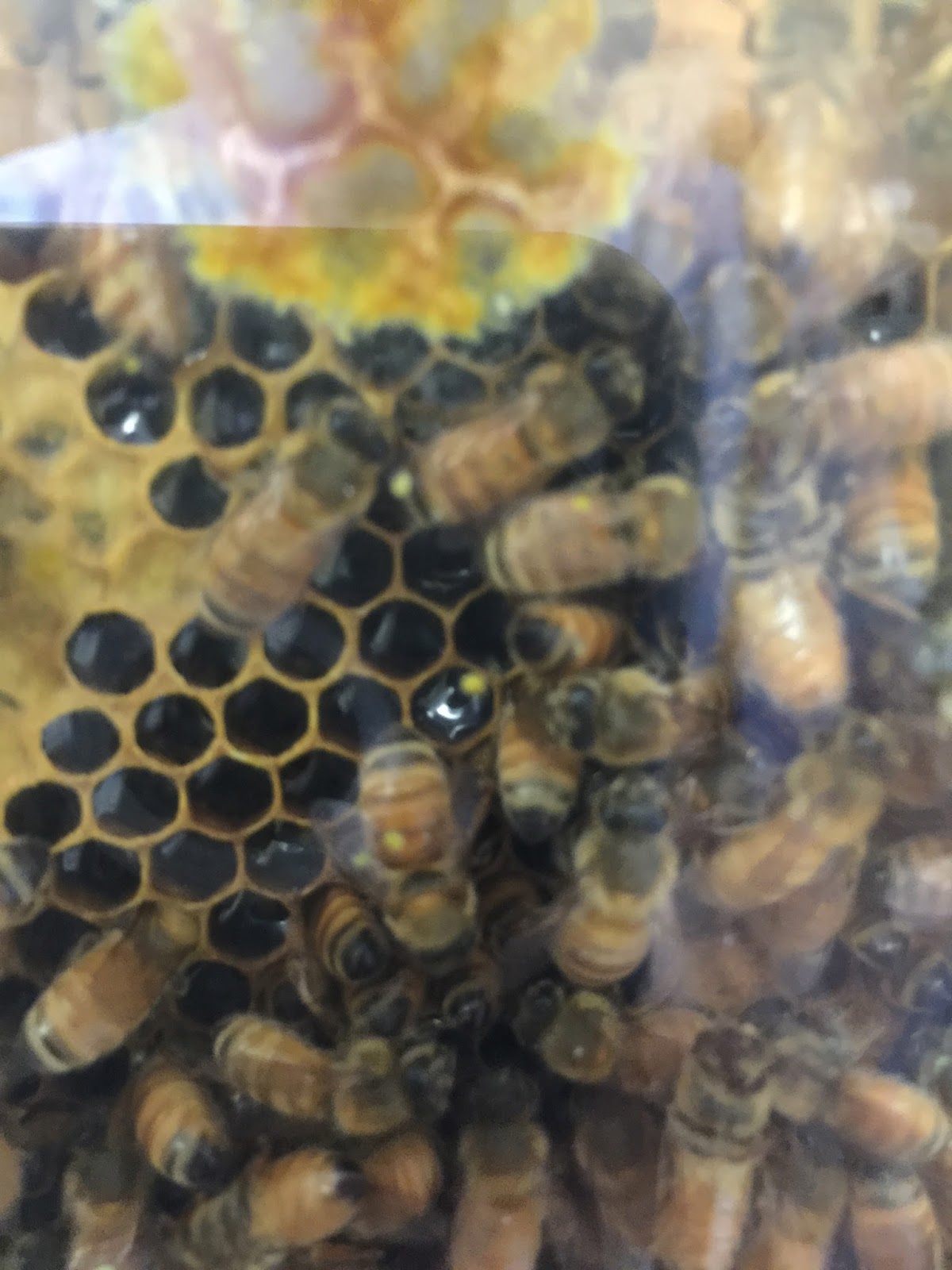 The Beez Neez: Harvest Time and Observation Hive Update