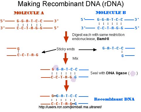 Biology - The Study Of Life: Recombinant DNA Technology