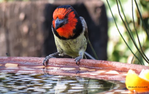 Kreatiewe Joernaal: kransduif