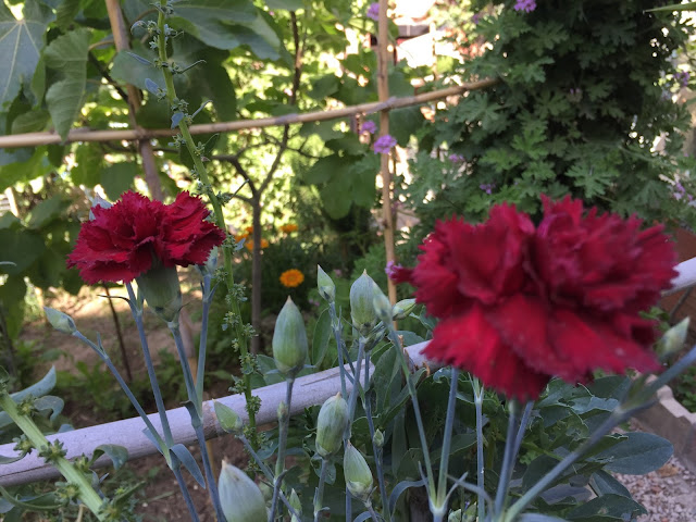 How To Grow Carnation Plant