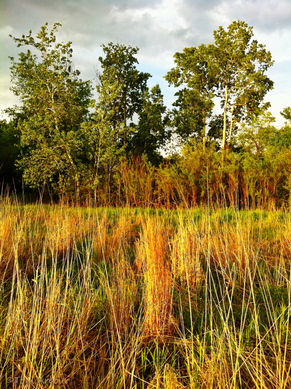 The Ohio Nature Blog: May 2011