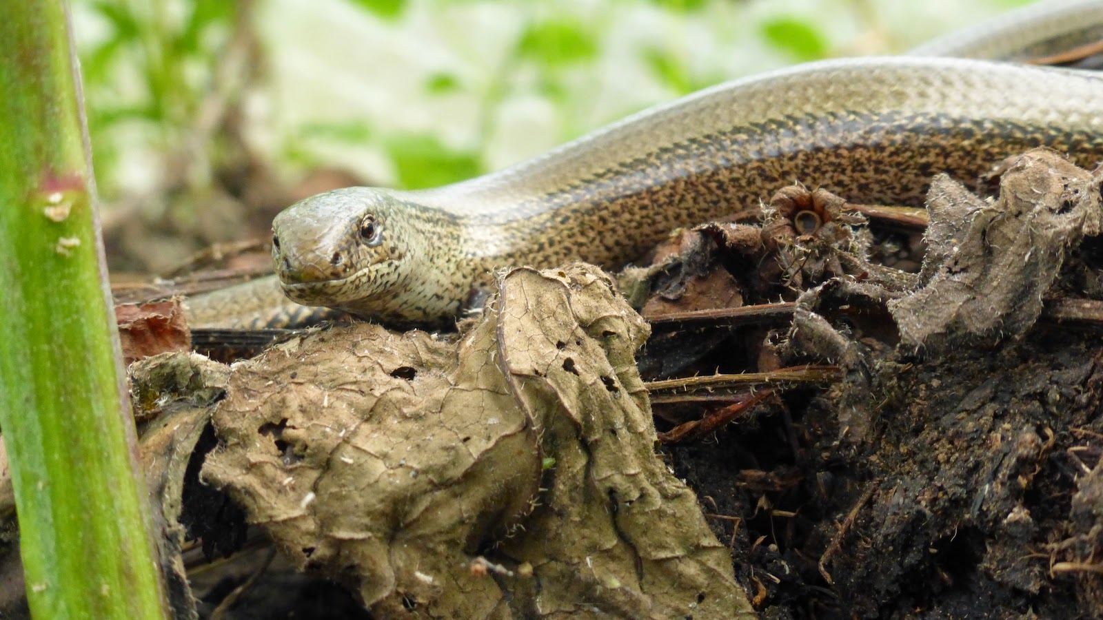 Backsbottom Farm: The "Slug Predator" in the poly tunnel is used to ...