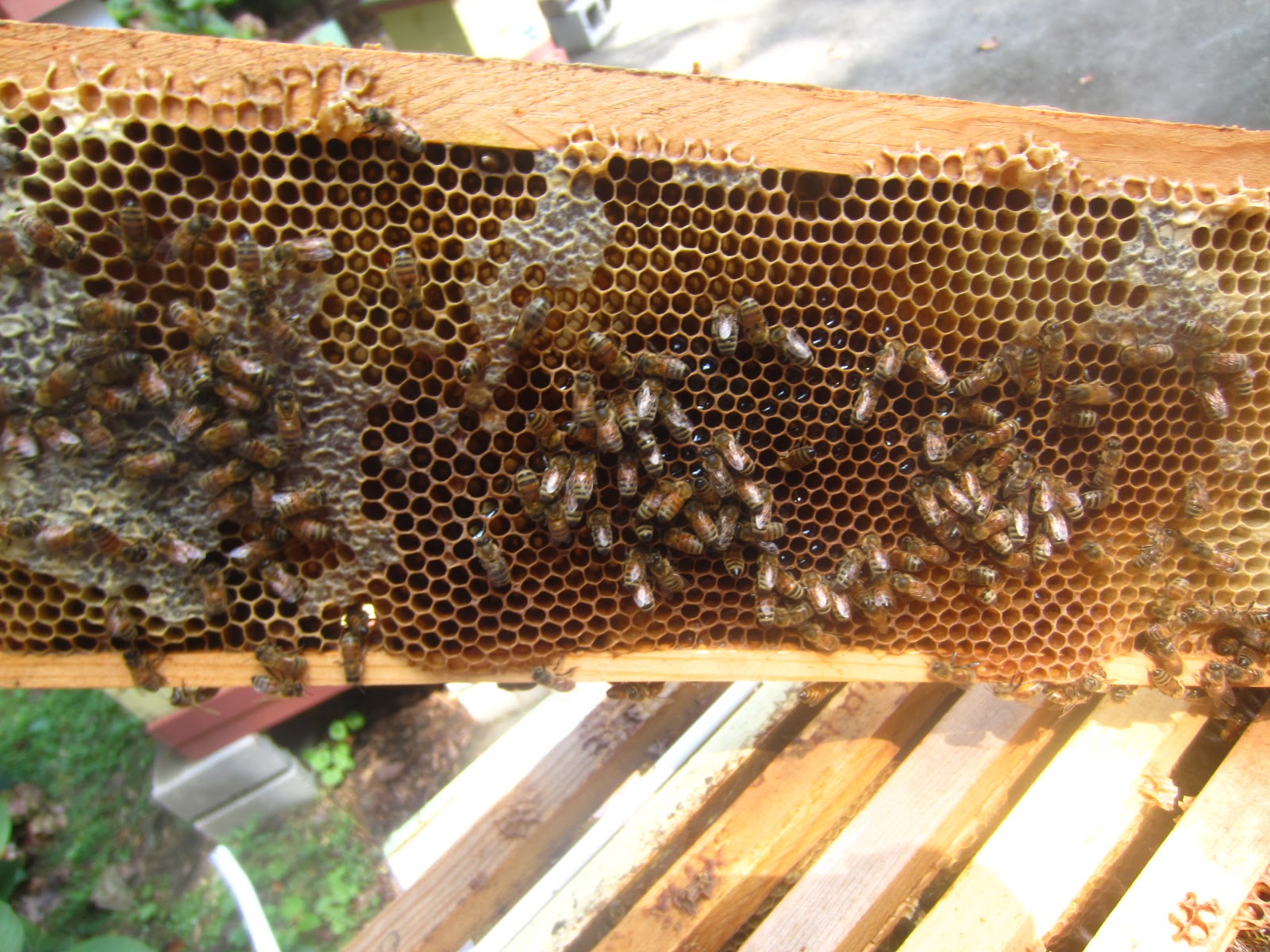 Linda's Bees: Mayhem and Robbery in the Bee Hive