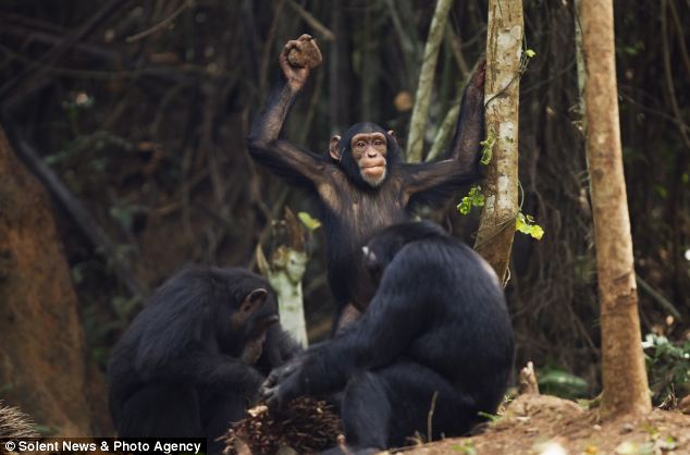 The animal zone: 'Ouch, mum!' Cheeky chimp is brought back into line ...