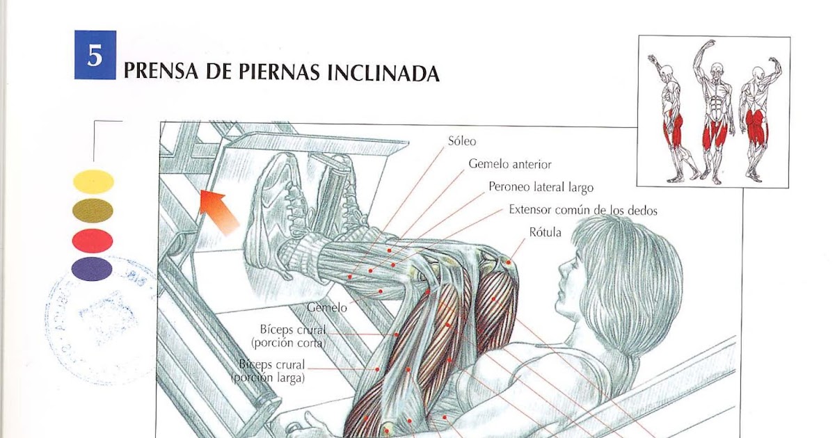 Ejercítate 365: PRENSA DE PIERNAS INCLINADA. HOMBRE