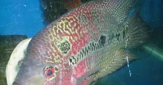 Jenis Jenis Jenong / Nonong Pada Louhan