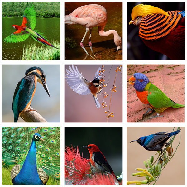 Picture Editing Grid Photo Collage In GIMP picture-editing-grid-photo-collage-in-gimp