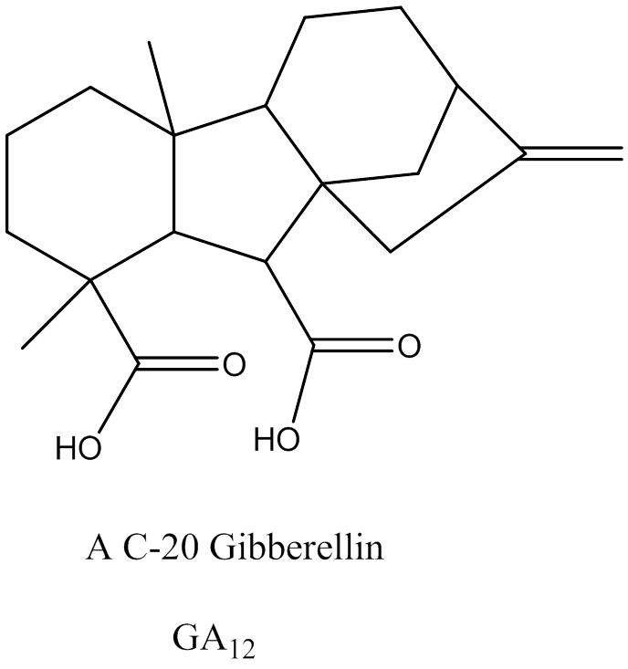 Plant Hormones (part 1) | hormone | Gibberellins - Kamus Tani