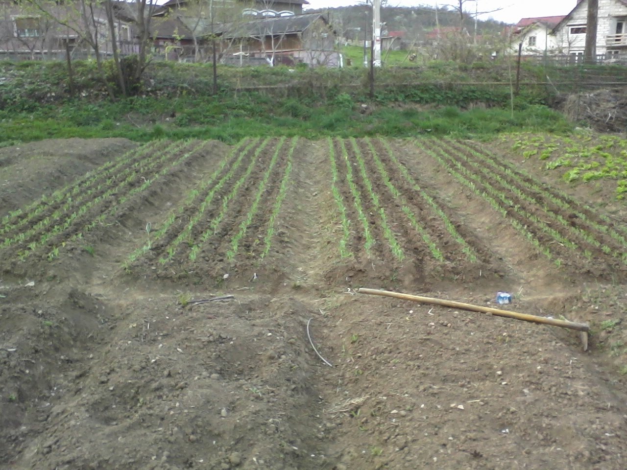 Despre gradini si alte cele: Gradina de legume in primavara