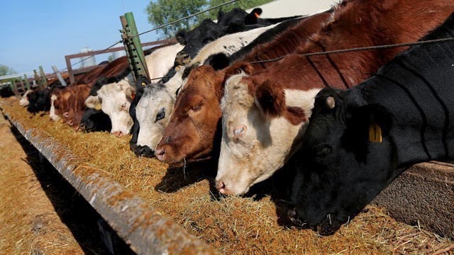 From The Heart of Beef: Pasture to Plate: The Beef Life Cycle