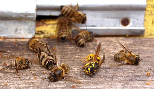 1 Man Killed, Another Injured After Being Attacked By Wild Bees In Atok ...